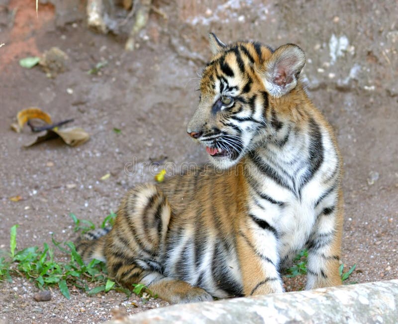 Tiger cub stock photo. Image of furry, bengal, baby, eyes - 2147806