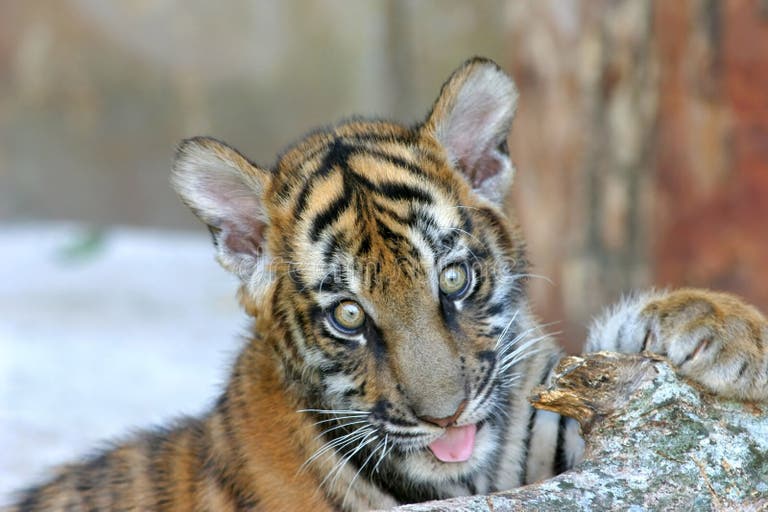Tiger cub stock image. Image of bite, baby, photogenic - 2147807