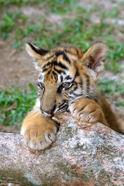 Tiger cub stock photo. Image of playful, pounce, orange - 2147816