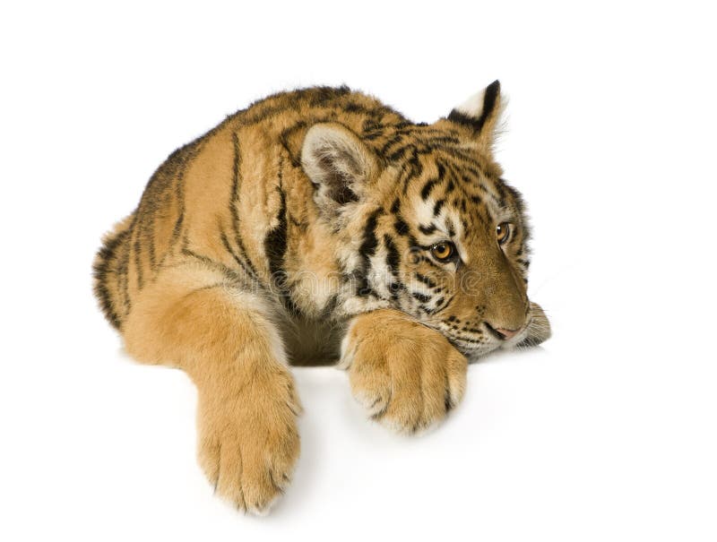 Sad Tiger Cub stock image. Image of prey, carnivore, wildlife - 4724169