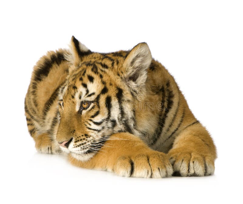1+ Sad tiger cub Free Stock Photos - StockFreeImages