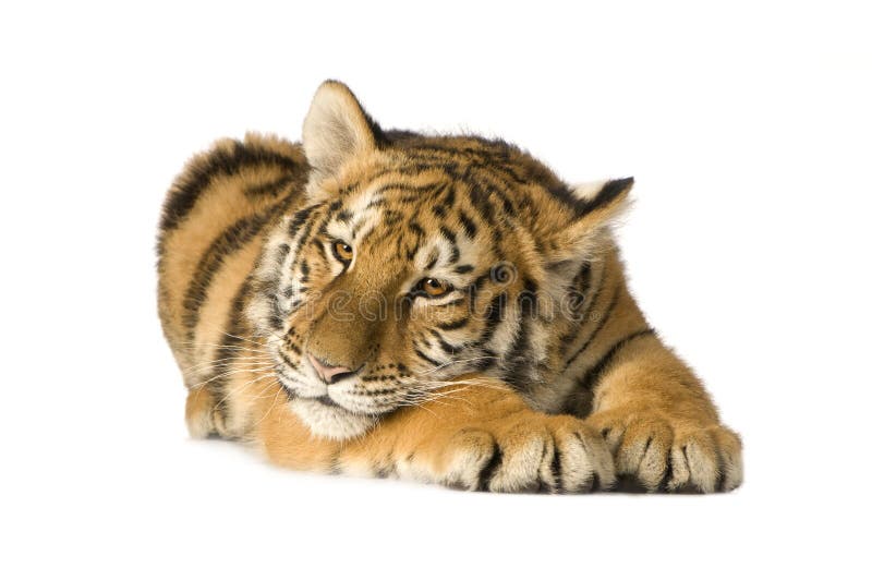 1+ Sad tiger cub Free Stock Photos - StockFreeImages