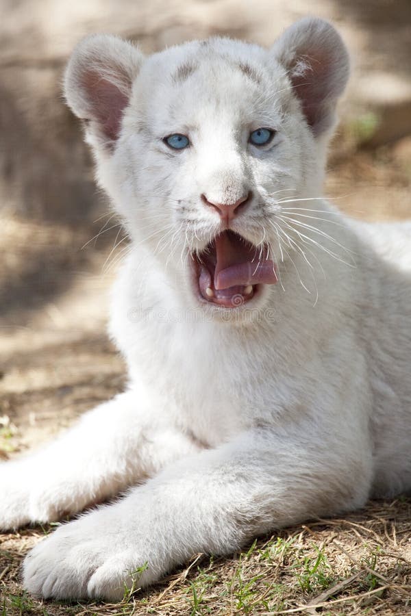 Tiger cub stock photo. Image of environment, mammals, white - 8813254