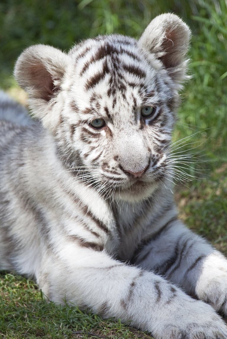 4,787 Tiger Cub Cute Stock Photos - Free & Royalty-Free Stock Photos ...