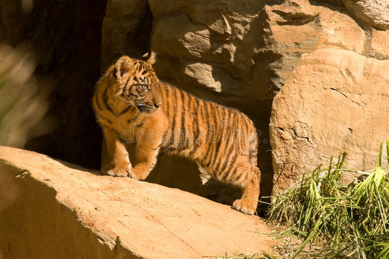 Tiger Cub stock photo. Image of feline, wildlife, endangered - 9708106
