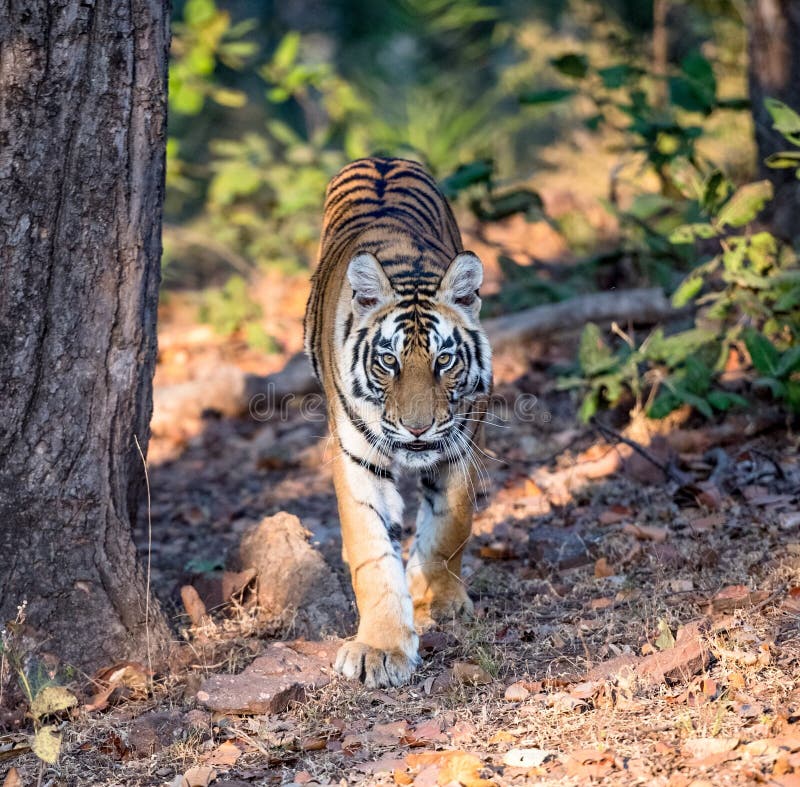 Tiger Cub from Bandhavgar Tiger Reserve Editorial Stock Photo - Image ...