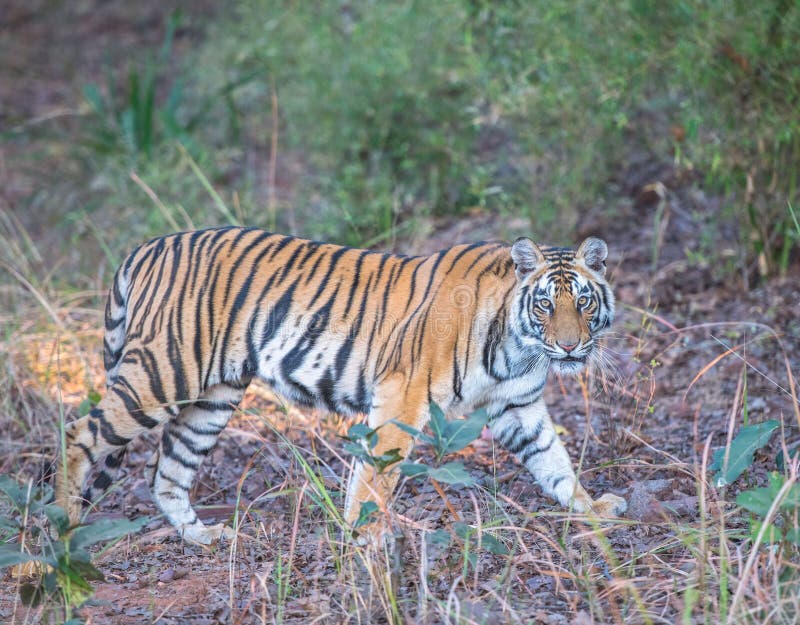 Tiger Cub from Bandhavgar Tiger Reserve Editorial Photography - Image ...
