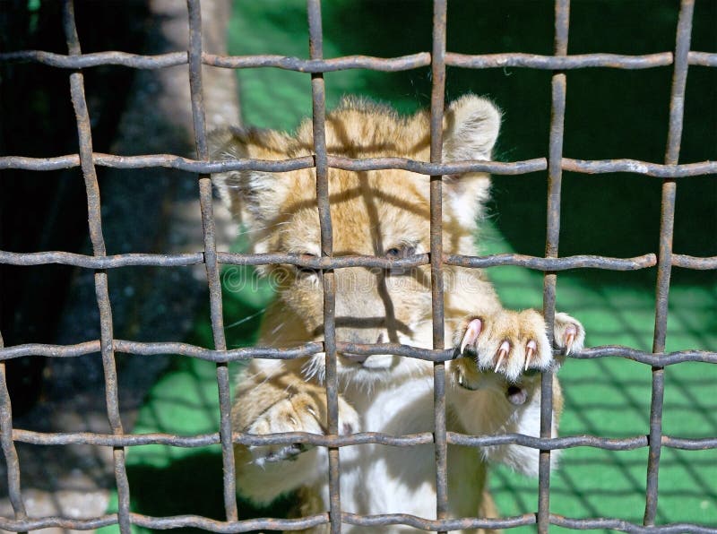 Tiger cub behind bars stock image. Image of predator - 116242709