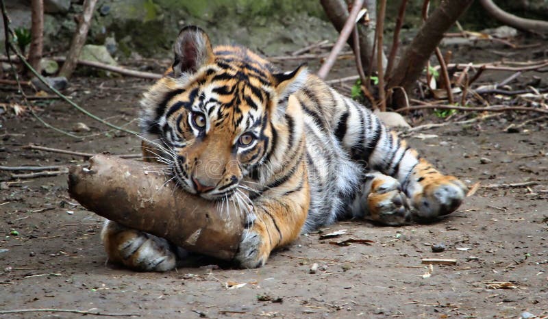 Tiger cub stock photo. Image of carnivore, young, wildlife - 37967008