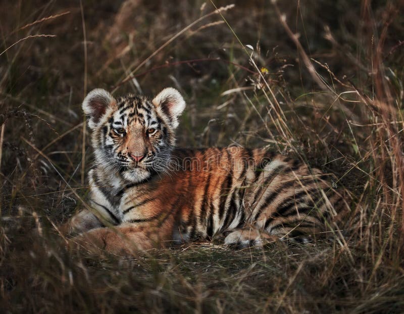 Tiger cub in the grass stock image. Image of natural - 278713471