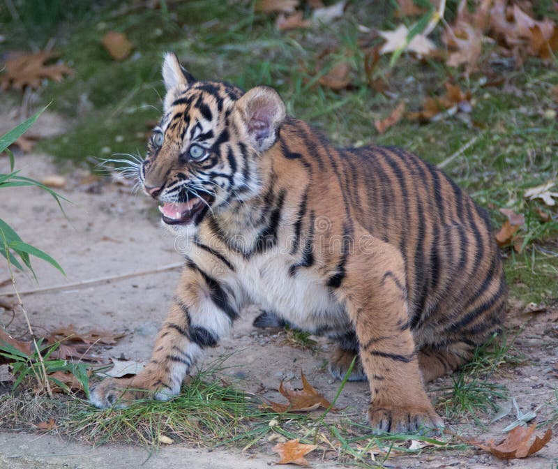 Tiger cub growling stock image. Image of jumping, playing - 35308411