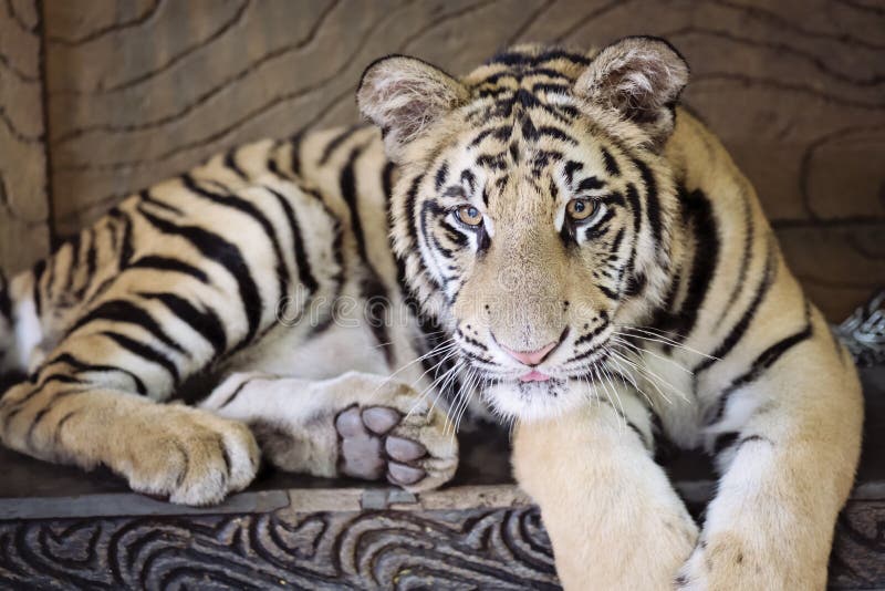 Tiger cub stock image. Image of tiger, young, altaica - 68980747
