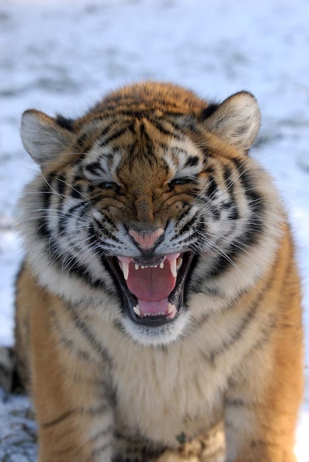 Tiger Cub Nervous Stock Photos - Free & Royalty-Free Stock Photos from ...