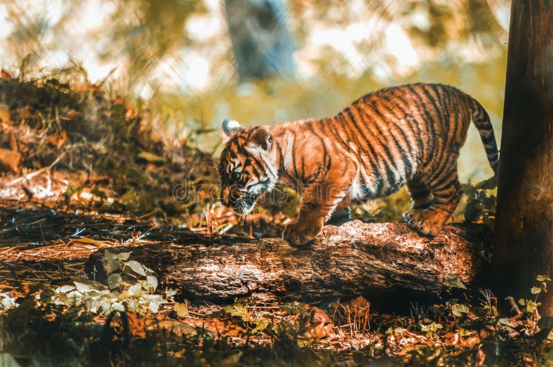 Tiger Cub from Paignton Zoo. Stock Image - Image of gorgeous, mammel ...