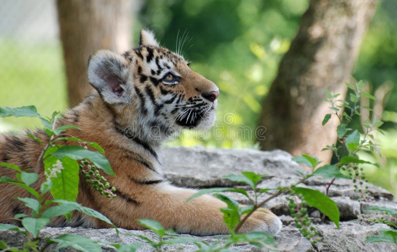 Tiger cub profile stock image. Image of berries, siberian - 16819835