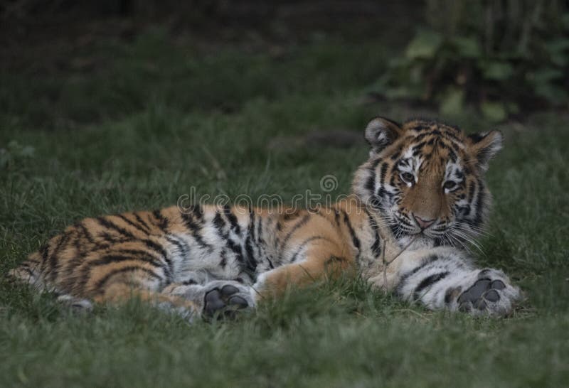Tiger cub relaxing stock photo. Image of relaxing, baby - 138327186