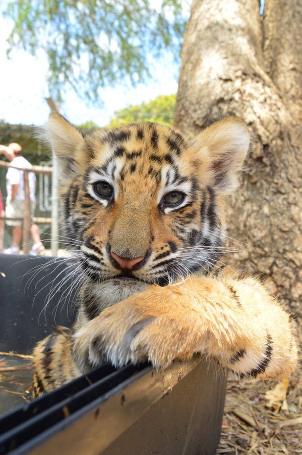 Tiger cub stock photo. Image of green, mammal, black - 67437034