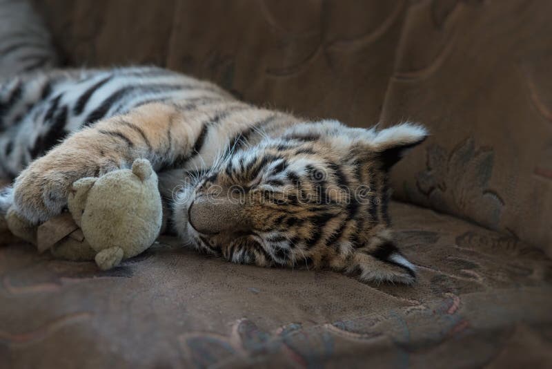 Baby Tigers Sleeping