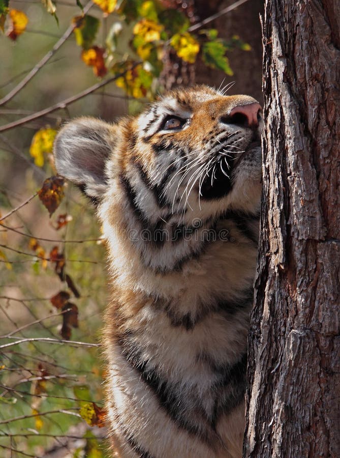 Tiger cub at a tree stock image. Image of carnivore, sweet - 21323413