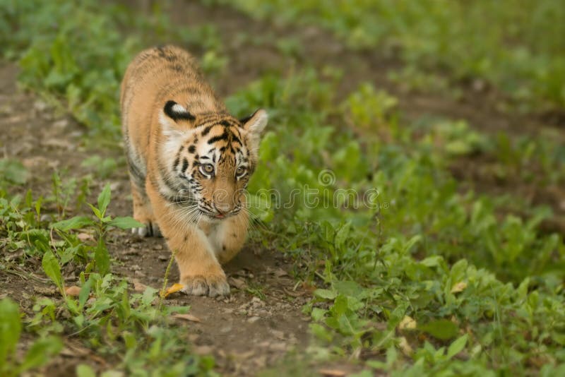 Tiger Cub walking stock photo. Image of bengal, hunter - 21985896