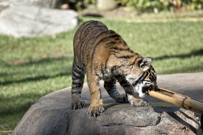 Tiger Cub Log Stock Photos - Free & Royalty-Free Stock Photos from ...