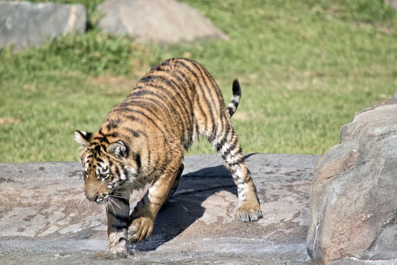 A tiger cub stock image. Image of tail, whiskers, strips - 126276271