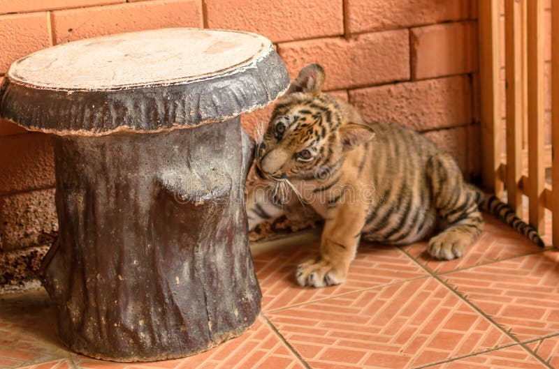 Tiger Cub stock photo. Image of tiger, thailand, teeth - 62461494