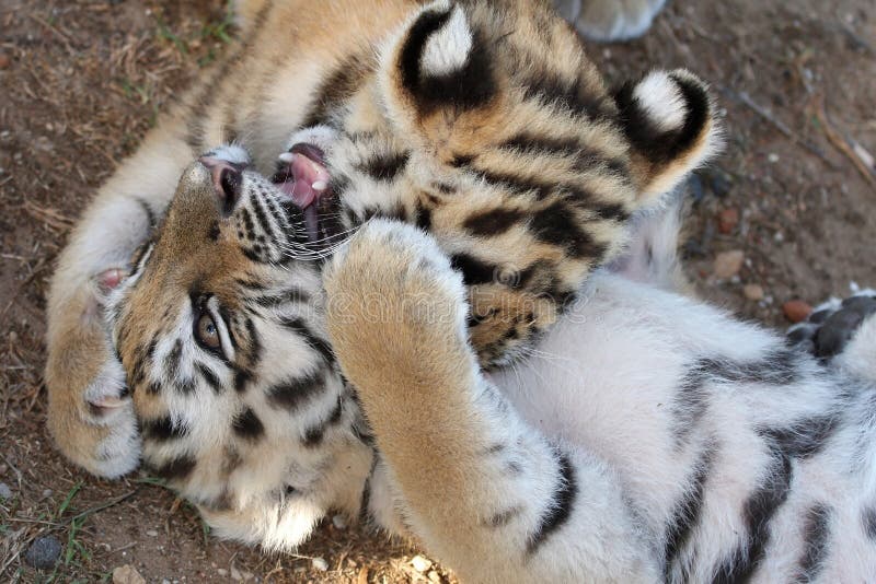Tiger Teeth stock photo. Image of feline, carnivore, sitting - 18790572