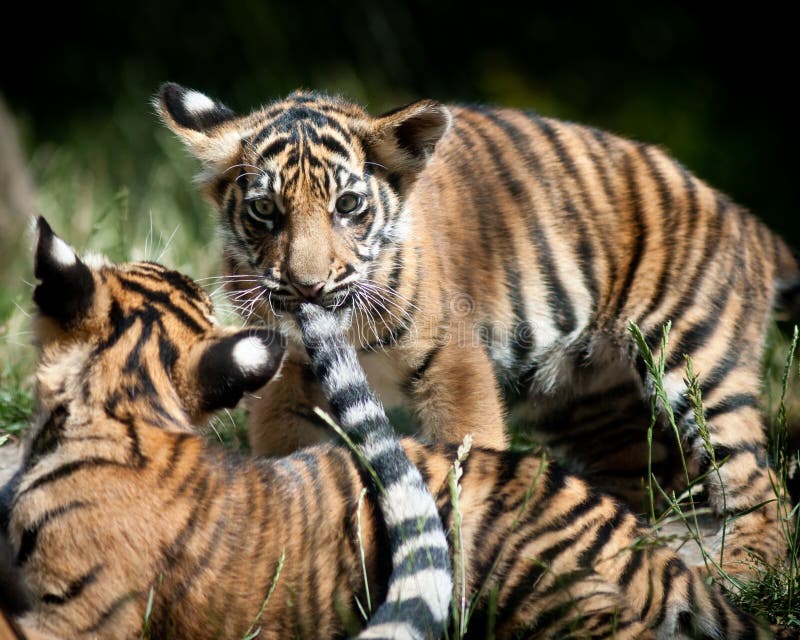 Tiger Cubs stock photo. Image of hunter, solitary, feline - 15832352