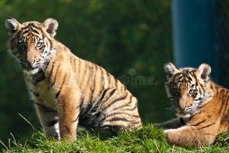 Tiger Cub stock image. Image of solitary, mammal, sumatran - 15887637