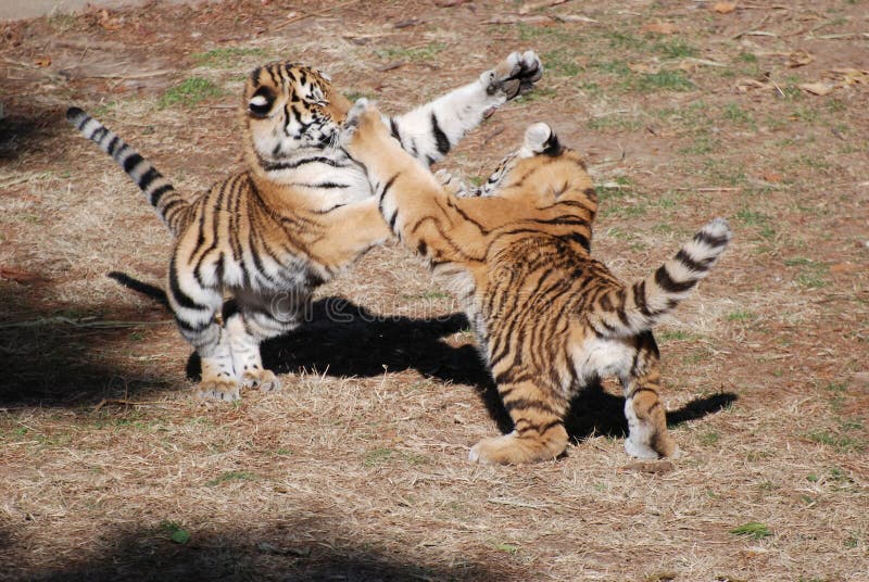 Tiger cubs at play stock photo. Image of tiger, siberian - 16819874