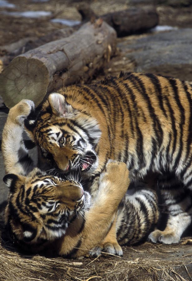 Tiger cubs playing stock image. Image of fighting, learning - 46735