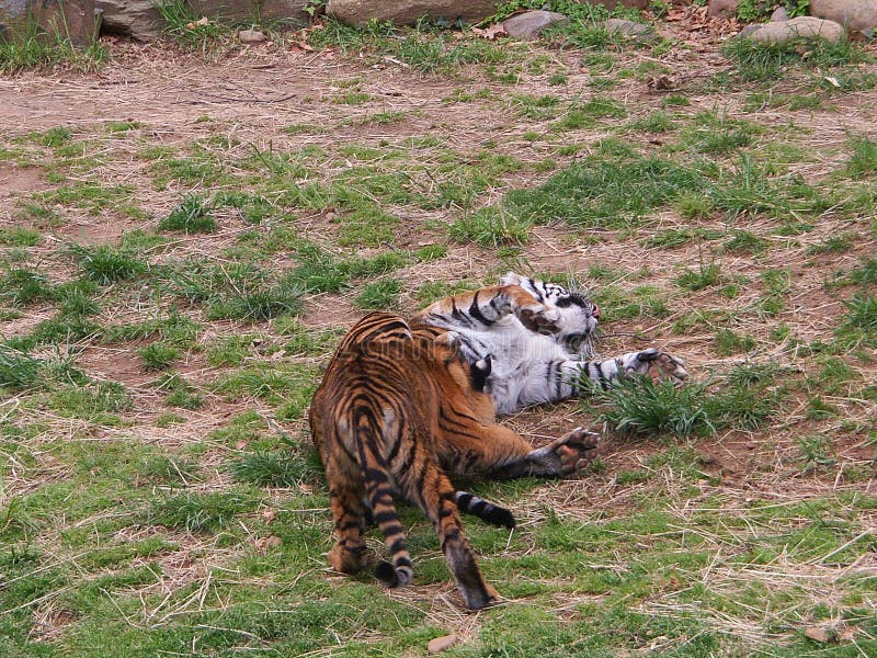 Tiger Cubs are Playing in a Zoo Stock Photo - Image of beautiful ...