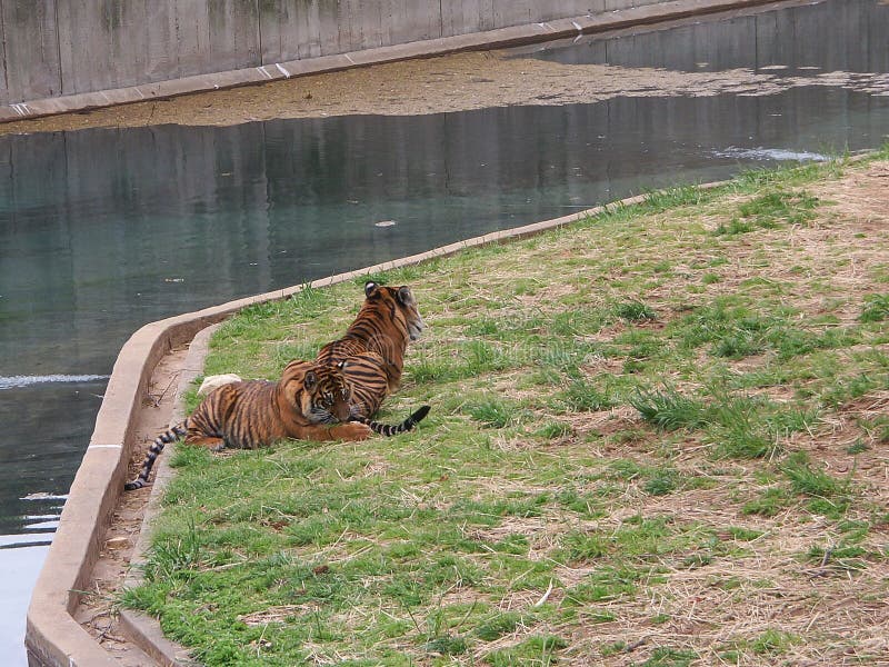 Tiger Cubs are Playing in a Zoo Stock Photo - Image of feline ...