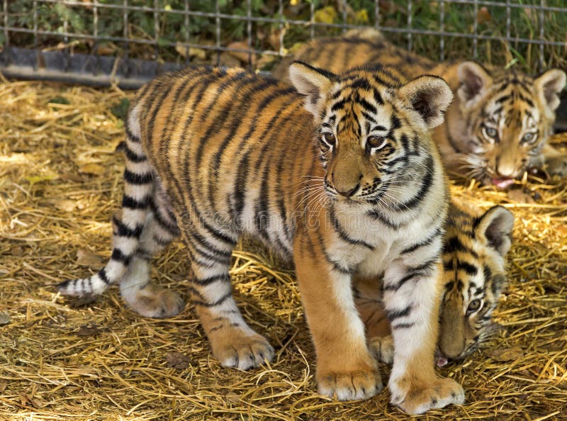 The tiger cubs at the zoo. stock image. Image of striped - 50512437