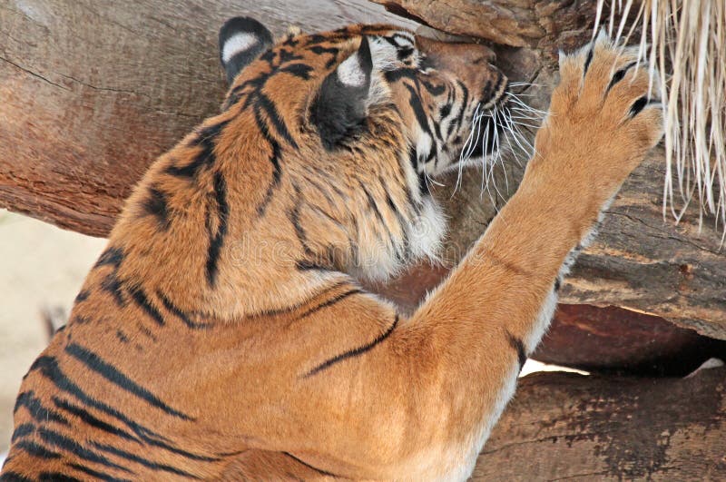 Female Clawing At Tree Trunk Raising Environmental Awareness. Stock ...