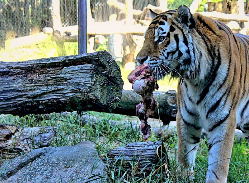 Tiger stock photo. Image of bone, fauna, wildcat, snack - 66266304