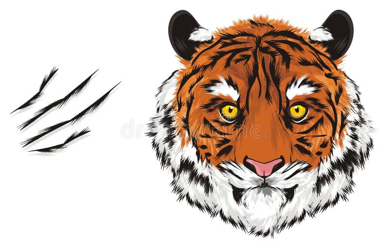 Tiger with cutting and paw stock illustration. Illustration of circus ...