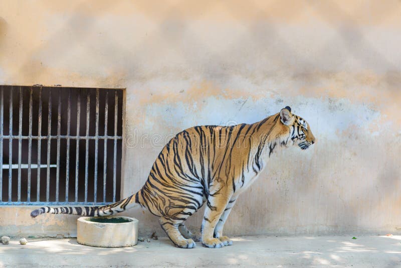 Picture Of A Tiger Pooping at Cecil Powell blog