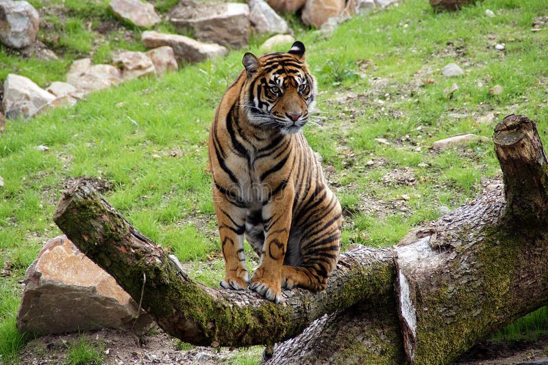 Essen Des Wilden Blickes Des Tigers Stockbild - Bild von luchs, tiger ...
