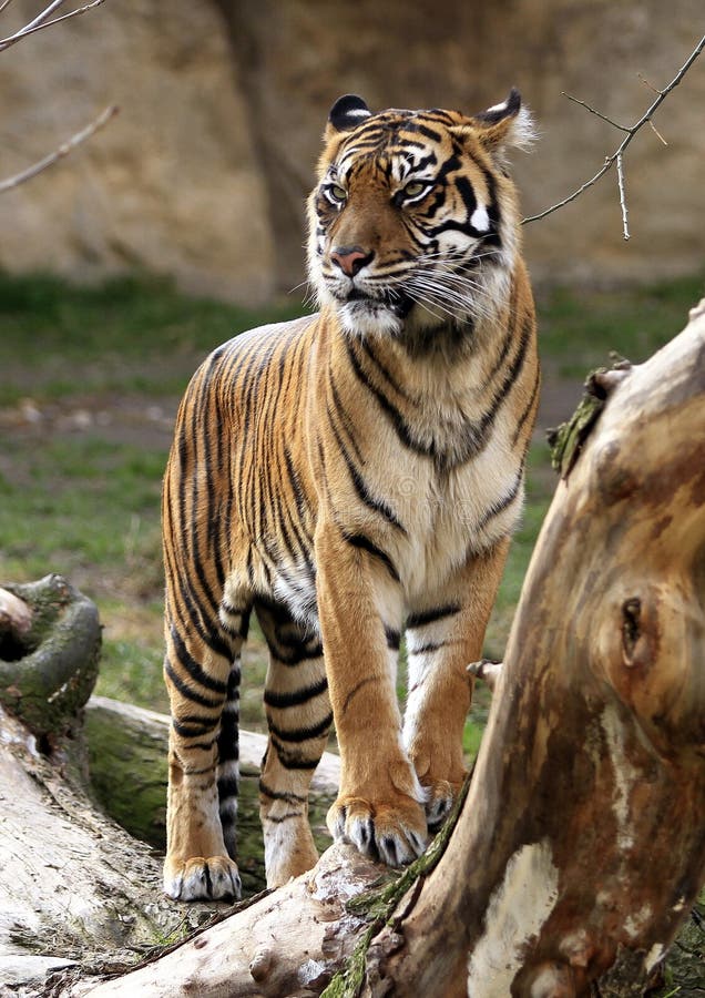 Tiger stock image. Image of feline, beauty, hunter, isolated - 49342975