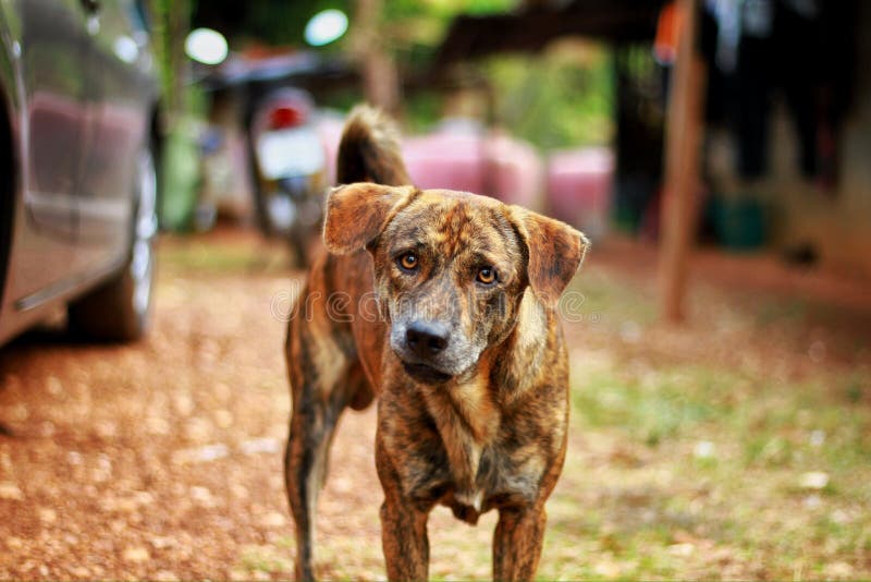 Tiger dog stock image. Image of dogthai, tigerdog, animal - 110818369
