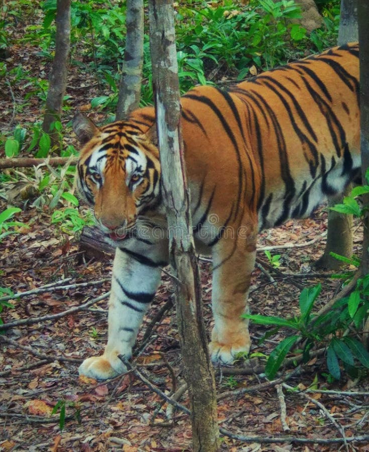 Tiger stock image. Image of safari, phuquoc, animal, outdoor - 98491887