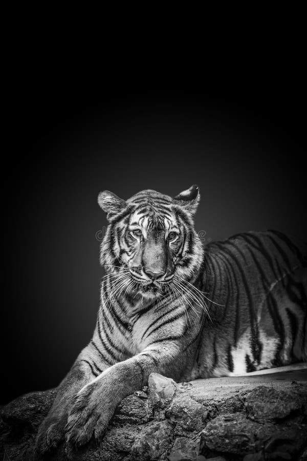 Dark tiger stock image. Image of kill, insect, horrible - 85908261