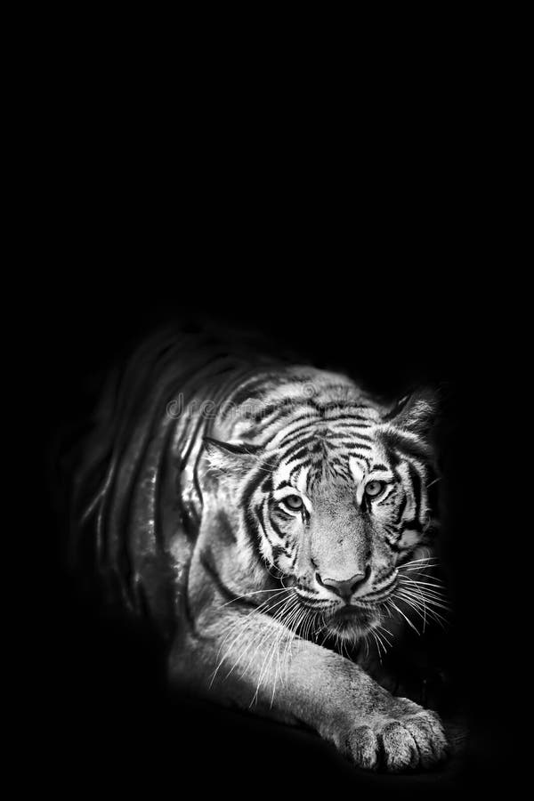 Dark tiger stock image. Image of kill, insect, horrible - 85908261