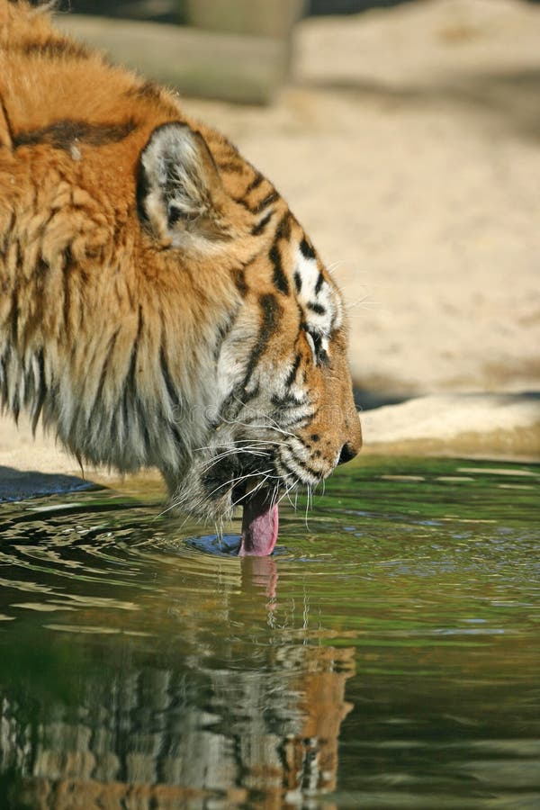 Beautiful Tiger Drinking Stock Photos - Download 224 Royalty Free Photos