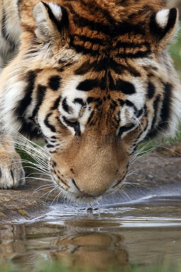 Tiger Drinking Picture. Image: 4723488