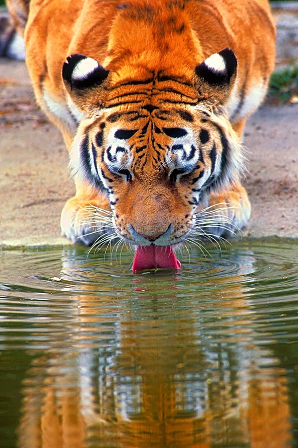 Tiger drinking. stock image. Image of portrait, portraiture - 92332963