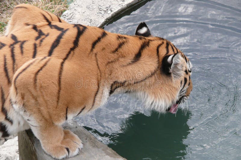 460 Tiger Drinking Water Photos - Free & Royalty-Free Stock Photos from ...