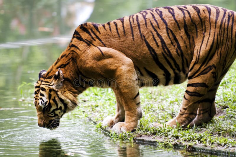 Tiger Drinking Water stock photo. Image of jungle, mammal - 18726578